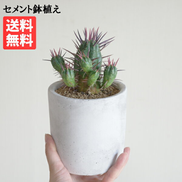 ▲お届けは、ヤマト宅急便・佐川急便大型便・西濃運輸大型便となります。 お荷物の大きさで配送方法が変わります。配送業者のご指定はできません。 ■商品説明 ユーフォルビア・フェロックスは、柱状の茎に放射状に伸びる鋭い棘が印象的な多肉植物です。和...