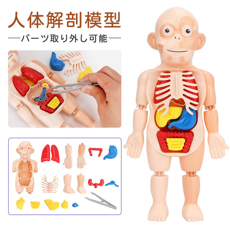 商品について人体の内臓の形や位置関係を学べる、小型の人体解剖模型です。パズルになっており、心臓、胃、小腸、大腸、肺、肋骨などのパーツを組立てながら楽しく学習することができます。小さなお子さまの知育玩具として、人気の商品です。サイズについての...