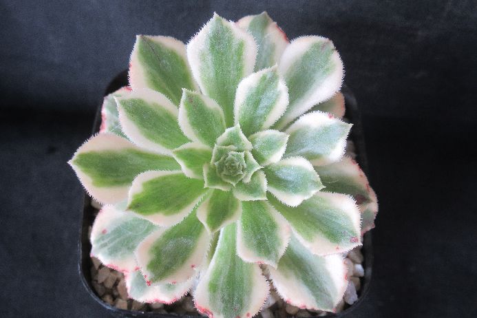 多肉植物 アエオニウム Aeonium cv. 2．5号鉢 生きた植物ですので 成長や季節により変化します 時間の経過により写真撮影時と 大きさや形が多少変わることがあります ご了承下さい 撮影時の光加減により 写真と実物で色具合が違うこと...