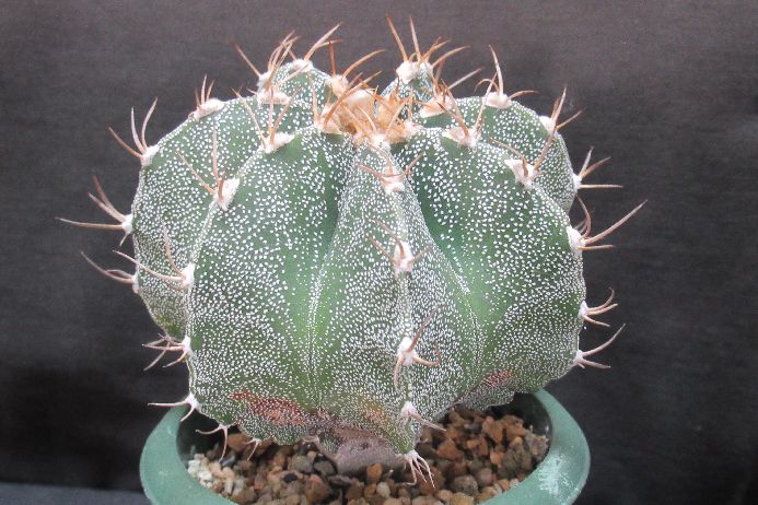 サボテン アストロフィツム Astrophytum hyb. 3号鉢 生きた植物ですので 成長や季節により変化します 掲載後の時間の経過により写真撮影時と 大きさや形が多少変わることがあります ご了承下さい 撮影時の光加減により 写真と実物...