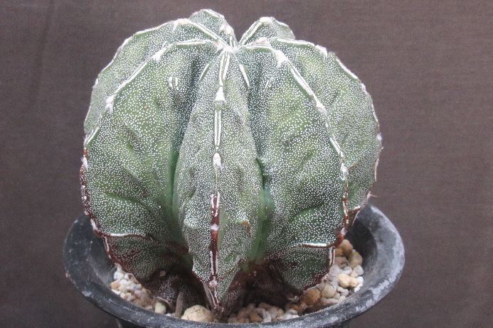 サボテン アストロフィツム Astrophytum hyb. 4号鉢 生きた植物ですので 成長や季節により変化します 掲載後の時間の経過により写真撮影時と 大きさや形が多少変わることがあります ご了承下さい 撮影時の光加減により 写真と実物...