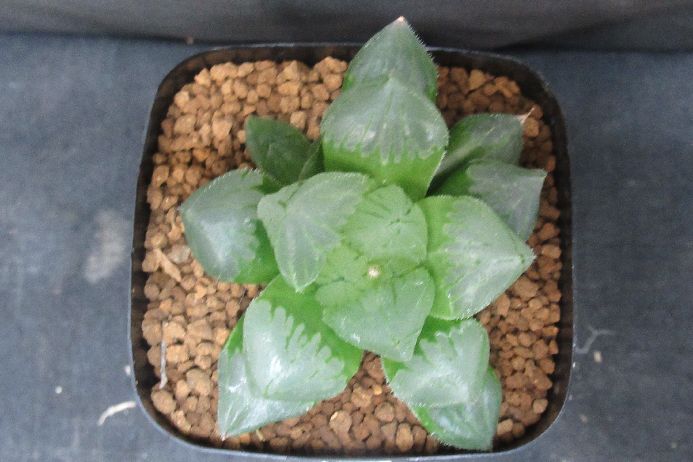 多肉植物 ハオルチア Haworthia cv. 2．5号鉢 生きた植物ですので 成長や季節により変化します 時間の経過により写真撮影時と 大きさや形が多少変わることがあります ご了承下さい 撮影時の光加減により 写真と実物で色具合が違うこ...