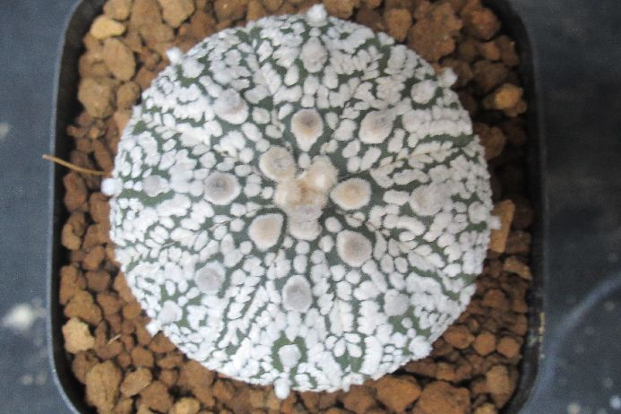 サボテン アストロフィツム Astrophytum asterias 2．5号鉢 正木 生きた植物ですので 成長や季節により変化します 掲載後の時間の経過により写真撮影時と 大きさや形が多少変わることがあります ご了承下さい 撮影時の光加減...