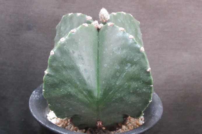 サボテン アストロフィツム Astrophytum myriostigma v.quadricostatum f.nudum 3号鉢 生きた植物ですので 成長や季節により変化します 掲載後の時間の経過により写真撮影時と 大きさや形が多少変わ...