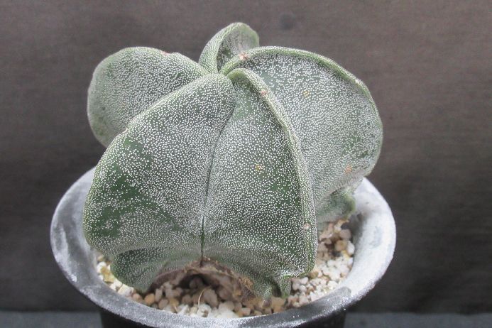 サボテン アストロフィツム Astrophytum myriostigma 3号鉢 生きた植物ですので 成長や季節により変化します 掲載後の時間の経過により写真撮影時と 大きさや形が多少変わることがあります ご了承下さい 撮影時の光加減によ...