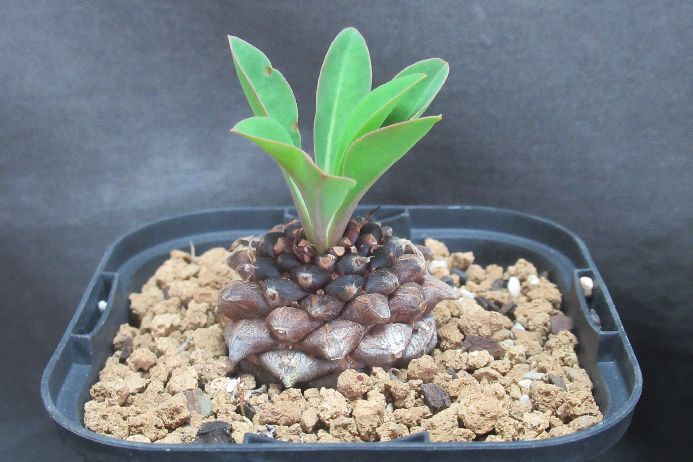 多肉植物 ユーフォルビア Euphorbia bupleurfolia 3号鉢 生きた植物ですので 成長や季節により変化します 掲載後の時間の経過により写真撮影時と 大きさや形が多少変わることがあります ご了承下さい 撮影時の光加減により ...