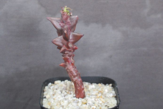 多肉植物 ベイゼリア Beiseria mexicana 3号鉢 生きた植物ですので 成長や季節により変化します 掲載後の時間の経過により写真撮影時と 大きさや形が多少変わることがあります ご了承下さい 撮影時の光加減により 写真と実物で色...