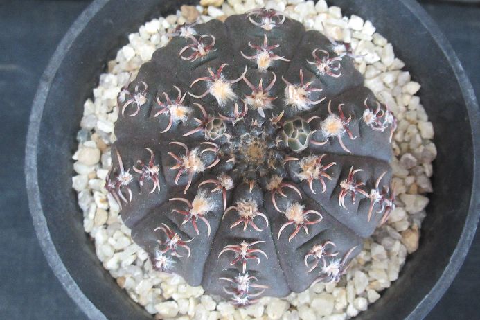 サボテン ギムノカリキウム Gymnocalycium quehlianum v.kleinianum 3．5号鉢 正木 生きた植物ですので 成長や季節により変化します 掲載後の時間の経過により写真撮影時と 大きさや形が多少変わることがあり...