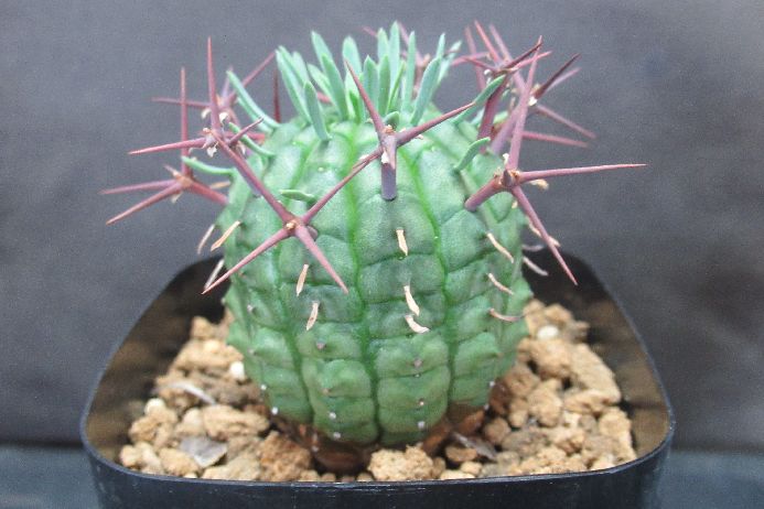 多肉植物 ユーフォルビア Euphorbia stellaespina 2．5号鉢 自根 生きた植物ですので 成長や季節により変化します 掲載後の時間の経過により写真撮影時と 大きさや形が多少変わることがあります ご了承下さい 撮影時の光加...