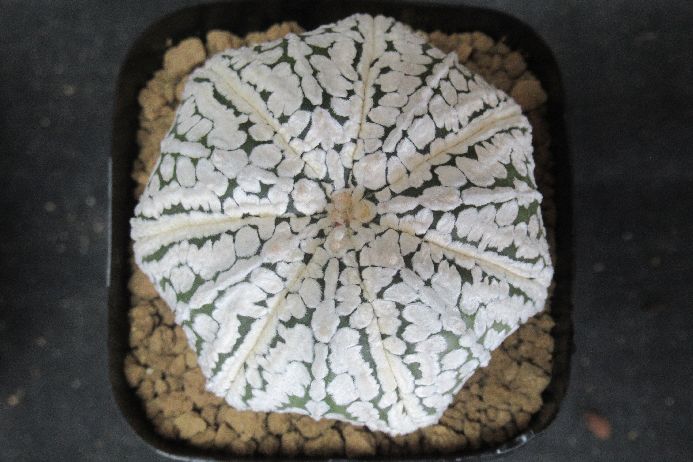 サボテン アストロフィツム Astrophytum asterias 2．5号鉢 正木 生きた植物ですので 成長や季節により変化します 掲載後の時間の経過により写真撮影時と 大きさや形が多少変わることがあります ご了承下さい 撮影時の光加減...