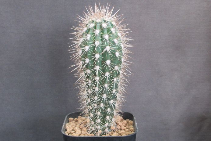 サボテン パキケレウス Pachycereus pringlei 3号鉢 生きた植物ですので 成長や季節により変化します 掲載後の時間の経過により写真撮影時と 大きさや形が多少変わることがあります ご了承下さい 撮影時の光加減により 写真と...