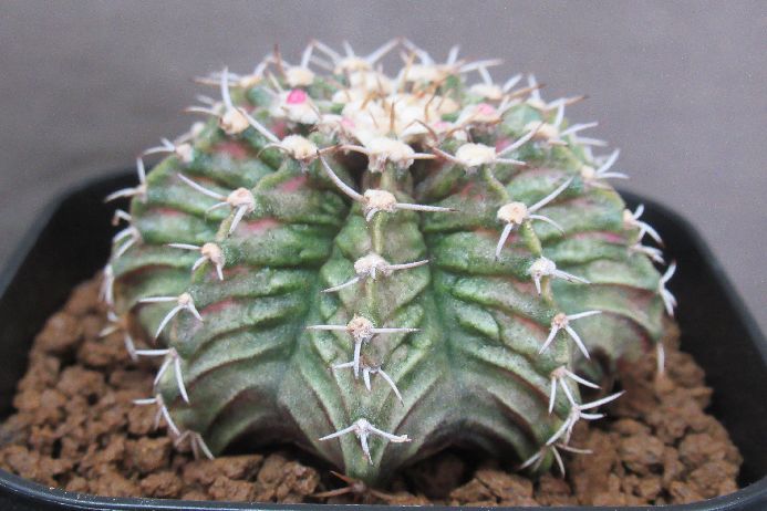 サボテン ギムノカリキウム Gymnocalycium mihanovichii v.friedrichii “LB2178” f.monstrosa hyb. 3号鉢 正木 生きた植物ですので 成長や季節により変化します 掲載後の時間の経...