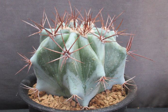 サボテン エキノカクタス Echinocactus grandis 5号鉢 正木 生きた植物ですので 成長や季節により変化します 掲載後の時間の経過により写真撮影時と 大きさや形が多少変わることがあります ご了承下さい 撮影時の光加減により...