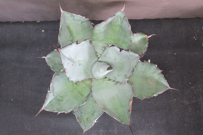 多肉植物 アガベ Agave titanota 3．5号鉢 生きた植物ですので 成長や季節により変化します 掲載後の時間の経過により写真撮影時と 大きさや形が多少変わることがあります ご了承下さい 撮影時の光加減により 写真と実物で色具合が...