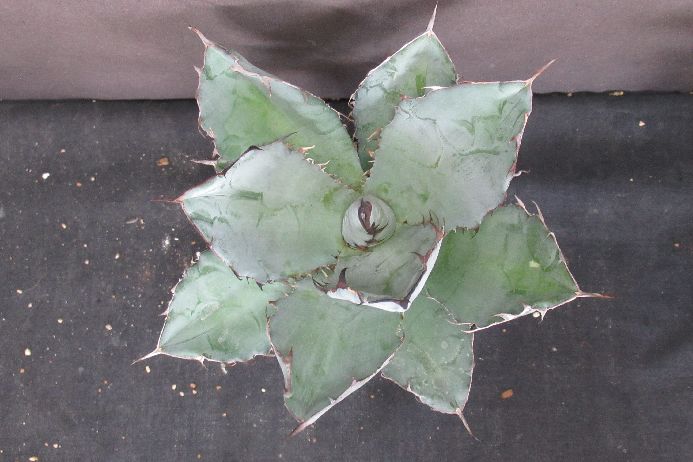 多肉植物 アガベ Agave titanota 3．5号鉢 生きた植物ですので 成長や季節により変化します 掲載後の時間の経過により写真撮影時と 大きさや形が多少変わることがあります ご了承下さい 撮影時の光加減により 写真と実物で色具合が...