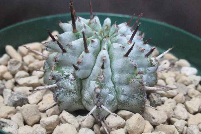 多肉植物 ユーフォルビア Euphorbia horrida f.alba 3号鉢 生きた植物ですので 成長や季節により変化します 掲載後の時間の経過により写真撮影時と 大きさや形が多少変わることがあります ご了承下さい 撮影時の光加減によ...
