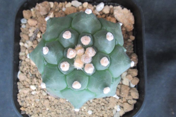 サボテン アストロフィツム Astrophytum asterias f.nudum 3号鉢 正木 生きた植物ですので 成長や季節により変化します 掲載後の時間の経過により写真撮影時と 大きさや形が多少変わることがあります ご了承下さい 撮...