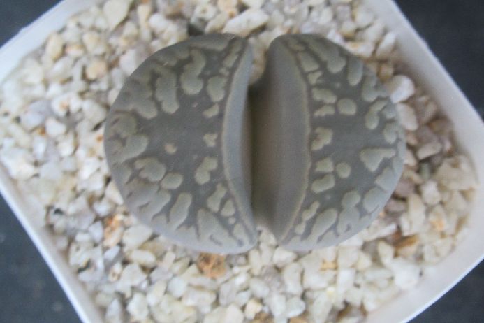 多肉植物 リトープス Lithops otzeniana 'Aquamarine' 2．5号鉢 生きた植物ですので 成長や季節により変化します 掲載後の時間の経過により写真撮影時と 大きさや形が多少変わることがあります ご了承下さい 撮影時...
