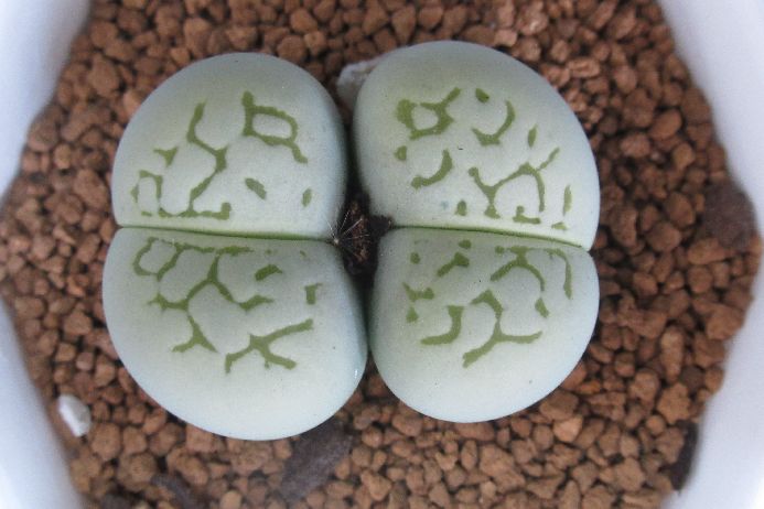 多肉植物 ディンテランサス Dinteranthus Vanzylii 'Emerald' 2号鉢 生きた植物ですので 成長や季節により変化します 掲載後の時間の経過により写真撮影時と 大きさや形が多少変わることがあります ご了承下さい 撮...