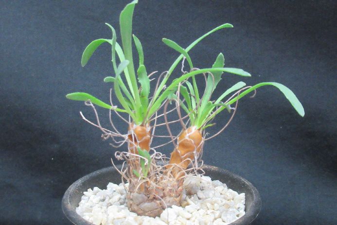 多肉植物 オトンナ Othonna lepidocaulis 2．5号鉢 生きた植物ですので 成長や季節により変化します 掲載後の時間の経過により写真撮影時と 大きさや形が多少変わることがあります ご了承下さい 撮影時の光加減により 写真と...