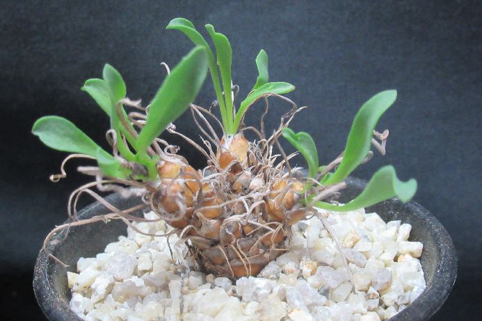 多肉植物 オトンナ Othonna lepidocaulis 2．5号鉢 生きた植物ですので 成長や季節により変化します 掲載後の時間の経過により写真撮影時と 大きさや形が多少変わることがあります ご了承下さい 撮影時の光加減により 写真と...