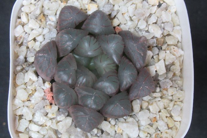 多肉植物 ハオルチア Haworthia obtusa cv. 2．5号鉢 生きた植物ですので 成長や季節により変化します 時間の経過により写真撮影時と 大きさや形が多少変わることがあります ご了承下さい 撮影時の光加減により 写真と実物で...