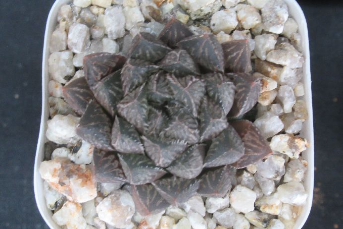 多肉植物 ハオルチア Haworthia hyb. 2．5号鉢 生きた植物ですので 成長や季節により変化します 時間の経過により写真撮影時と 大きさや形が多少変わることがあります ご了承下さい 撮影時の光加減により 写真と実物で色具合が違う...