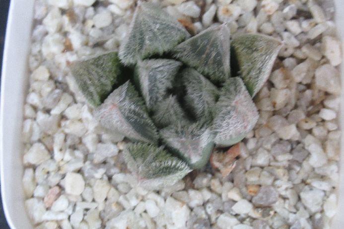 多肉植物 ハオルチア Haworthia venusta hyb. 2．5号鉢 生きた植物ですので 成長や季節により変化します 時間の経過により写真撮影時と 大きさや形が多少変わることがあります ご了承下さい 撮影時の光加減により 写真と実...