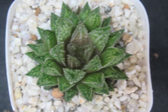 多肉植物 ハオルチア Haworthia hyb. 2．5号鉢 生きた植物ですので 成長や季節により変化します 時間の経過により写真撮影時と 大きさや形が多少変わることがあります ご了承下さい 撮影時の光加減により 写真と実物で色具合が違う...