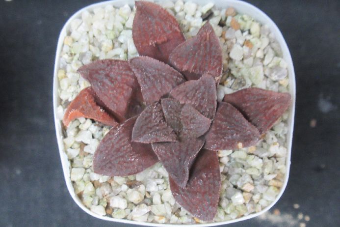 多肉植物 ハオルチア Haworthia hyb. 2．5号鉢 生きた植物ですので 成長や季節により変化します 時間の経過により写真撮影時と 大きさや形が多少変わることがあります ご了承下さい 撮影時の光加減により 写真と実物で色具合が違う...