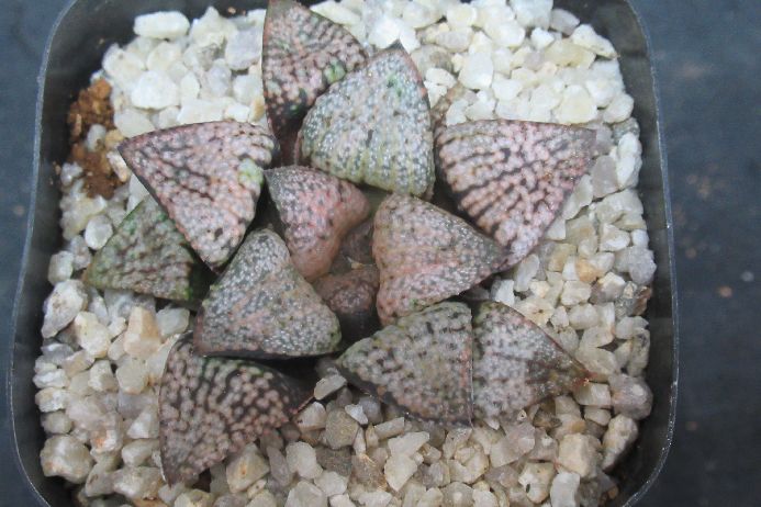 多肉植物 ハオルチア Haworthia emelyae Haworthia picta 2．5号鉢 生きた植物ですので 成長や季節により変化します 時間の経過により写真撮影時と 大きさや形が多少変わることがあります ご了承下さい 撮影時の...