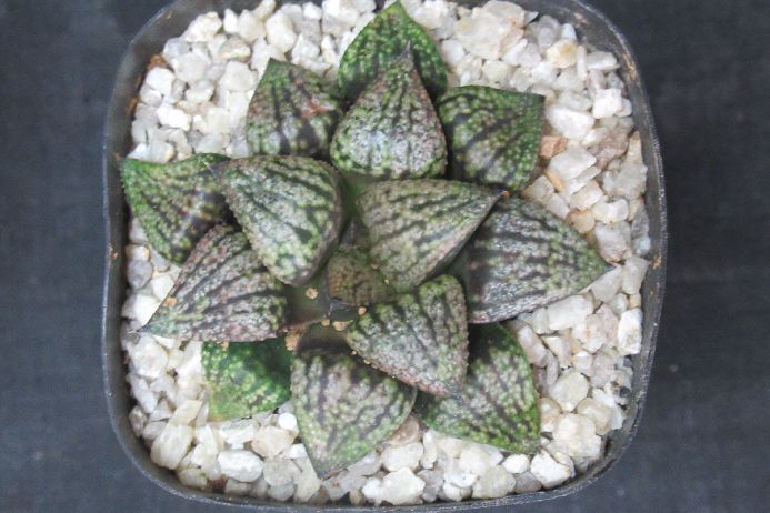 多肉植物 ハオルチア Haworthia emelyae Haworthia picta 2．5号鉢 生きた植物ですので 成長や季節により変化します 時間の経過により写真撮影時と 大きさや形が多少変わることがあります ご了承下さい 撮影時の...