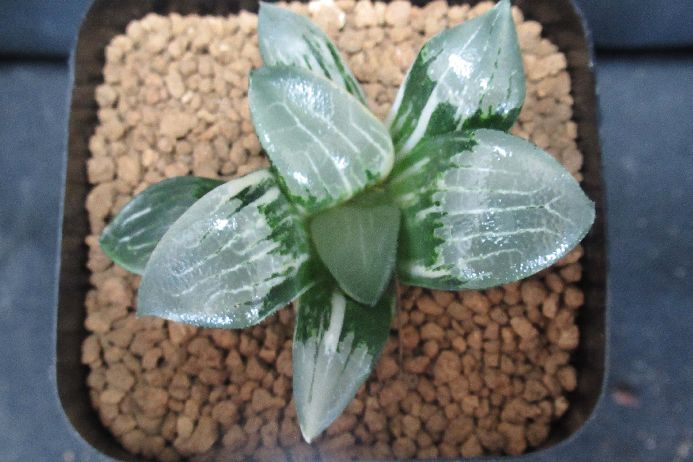 多肉植物 ハオルチア Haworthia hyb. f.variegata 2．5号鉢 生きた植物ですので 成長や季節により変化します 時間の経過により写真撮影時と 大きさや形が多少変わることがあります ご了承下さい 撮影時の光加減により ...