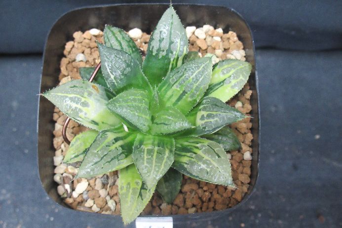 多肉植物 ハオルチア Haworthia correcta hyb. f.variegata 2．5号鉢 生きた植物ですので 成長や季節により変化します 時間の経過により写真撮影時と 大きさや形が多少変わることがあります ご了承下さい 撮影...