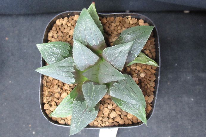 多肉植物 ハオルチア Haworthia hyb. 2．5号鉢 生きた植物ですので 成長や季節により変化します 時間の経過により写真撮影時と 大きさや形が多少変わることがあります ご了承下さい 撮影時の光加減により 写真と実物で色具合が違う...