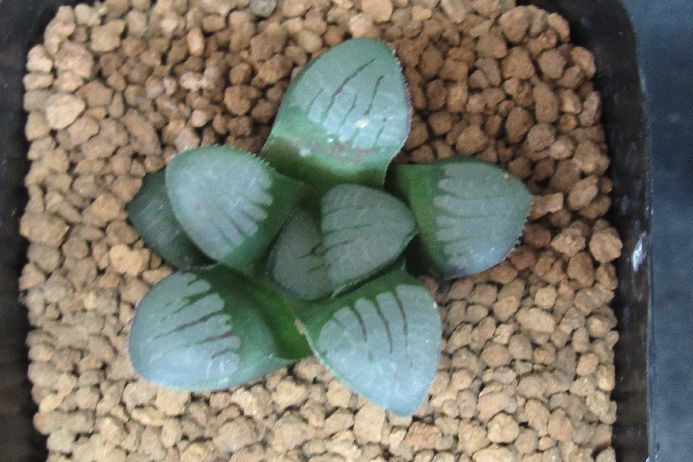 多肉植物 ハオルチア Haworthia hyb. 2．5号鉢 生きた植物ですので 成長や季節により変化します 時間の経過により写真撮影時と 大きさや形が多少変わることがあります ご了承下さい 撮影時の光加減により 写真と実物で色具合が違う...