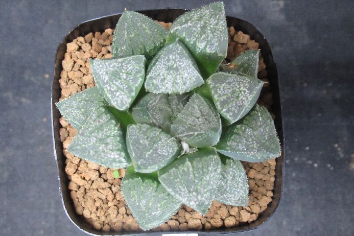 多肉植物 ハオルチア Haworthia hyb. 2．5号鉢 生きた植物ですので 成長や季節により変化します 時間の経過により写真撮影時と 大きさや形が多少変わることがあります ご了承下さい 撮影時の光加減により 写真と実物で色具合が違う...