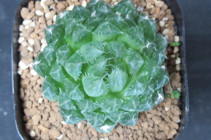 多肉植物 ハオルチア Haworthia hyb. 2．5号鉢 生きた植物ですので 成長や季節により変化します 時間の経過により写真撮影時と 大きさや形が多少変わることがあります ご了承下さい 撮影時の光加減により 写真と実物で色具合が違う...
