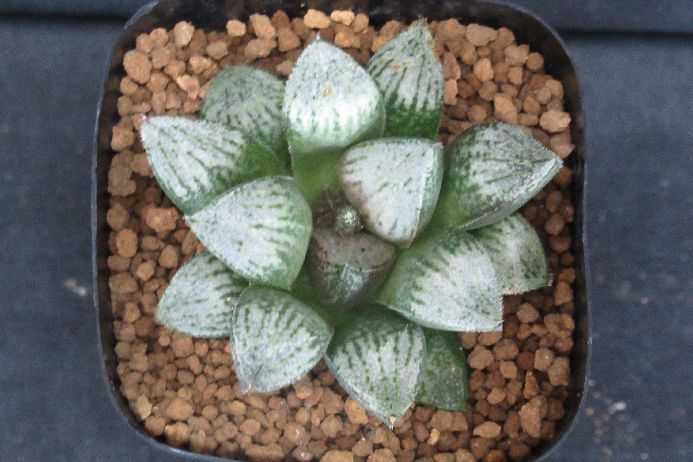 多肉植物 ハオルチア Haworthia hyb. 2．5号鉢 生きた植物ですので 成長や季節により変化します 時間の経過により写真撮影時と 大きさや形が多少変わることがあります ご了承下さい 撮影時の光加減により 写真と実物で色具合が違う...