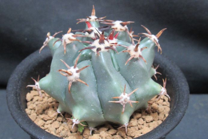 サボテン フェロカクタス Ferocactus horridus f.brevispinus 3号鉢 正木 生きた植物ですので 成長や季節により変化します 掲載後の時間の経過により写真撮影時と 大きさや形が多少変わることがあります ご了承下...