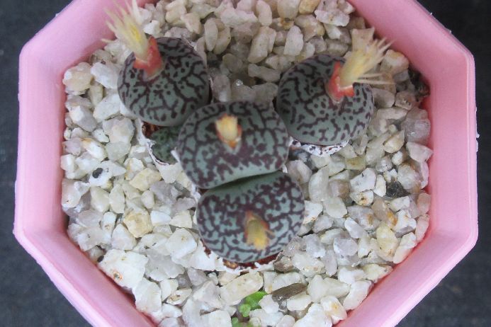多肉植物 コノフィツム Conophytum wittebergense 2号鉢 生きた植物ですので 成長や季節により変化します 掲載後の時間の経過により写真撮影時と 大きさや形が多少変わることがあります ご了承下さい 撮影時の光加減により...