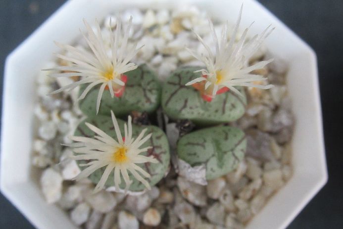 多肉植物 コノフィツム Conophytum cv. 2号鉢 生きた植物ですので 成長や季節により変化します 掲載後の時間の経過により写真撮影時と 大きさや形が多少変わることがあります ご了承下さい 撮影時の光加減により 写真と実物で色具合...