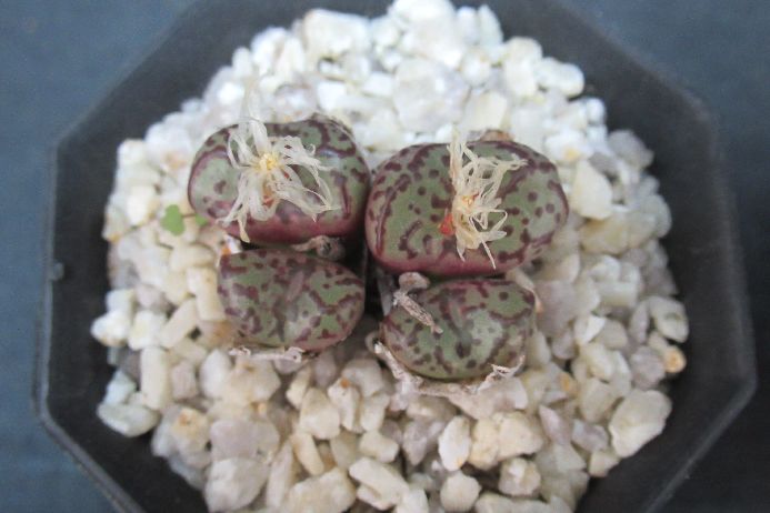 多肉植物 コノフィツム Conophytum lambertense 2号鉢 生きた植物ですので 成長や季節により変化します 掲載後の時間の経過により写真撮影時と 大きさや形が多少変わることがあります ご了承下さい 撮影時の光加減により 写...