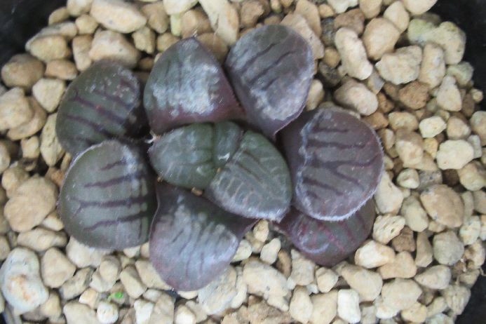 多肉植物 ハオルチア Haworthia cv. 2．5号鉢 生きた植物ですので 成長や季節により変化します 時間の経過により写真撮影時と 大きさや形が多少変わることがあります ご了承下さい 撮影時の光加減により 写真と実物で色具合が違うこ...