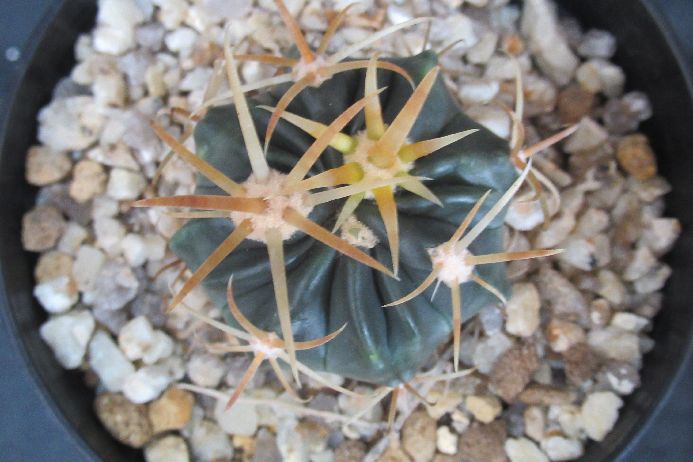 サボテン フェロカクタス Ferocactus latispinus v.flavispinus 2．5号鉢 正木 生きた植物ですので 成長や季節により変化します 掲載後の時間の経過により写真撮影時と 大きさや形が多少変わることがあります ...