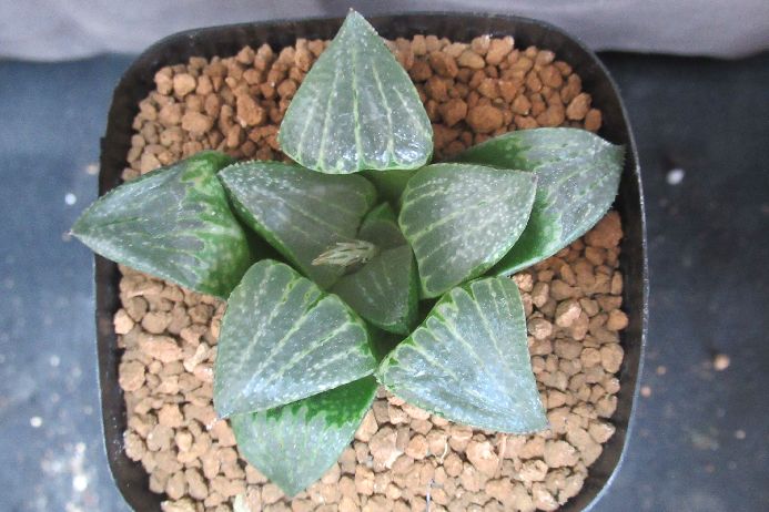 多肉植物 ハオルチア Haworthia picta 2．5号鉢 生きた植物ですので 成長や季節により変化します 時間の経過により写真撮影時と 大きさや形が多少変わることがあります ご了承下さい 撮影時の光加減により 写真と実物で色具合が違...