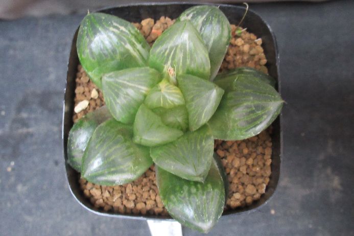 多肉植物 ハオルチア Haworthia hyb.f.varegata 2．5号鉢 生きた植物ですので 成長や季節により変化します 時間の経過により写真撮影時と 大きさや形が多少変わることがあります ご了承下さい 撮影時の光加減により 写真...