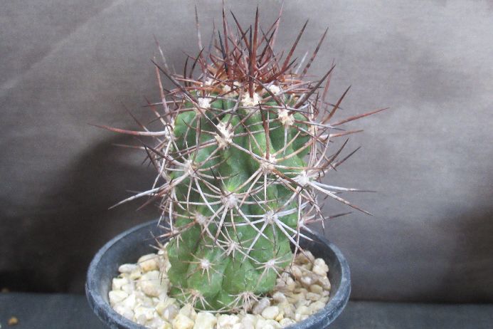 サボテン コピアポア Copiapoa fusca 3号鉢 正木 生きた植物ですので 成長や季節により変化します 掲載後の時間の経過により写真撮影時と 大きさや形が多少変わることがあります ご了承下さい 撮影時の光加減により 写真と実物で色...