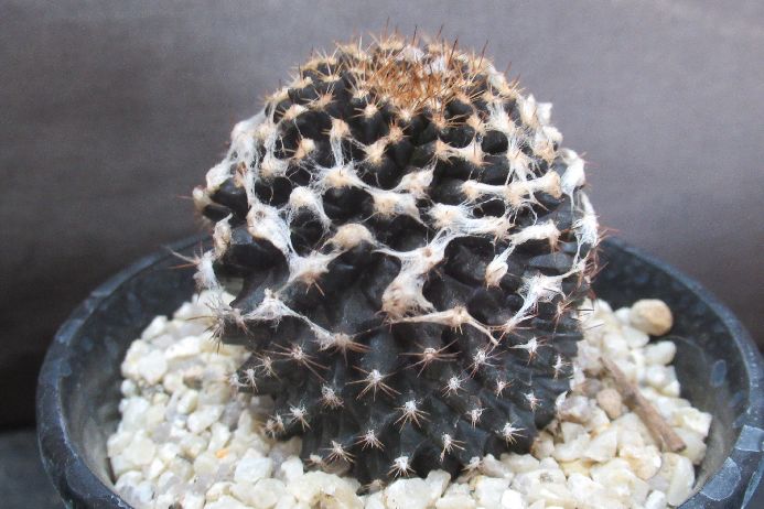 サボテン コピアポア Copiapoa tenuissima 3号鉢 正木 生きた植物ですので 成長や季節により変化します 掲載後の時間の経過により写真撮影時と 大きさや形が多少変わることがあります ご了承下さい 撮影時の光加減により 写真...