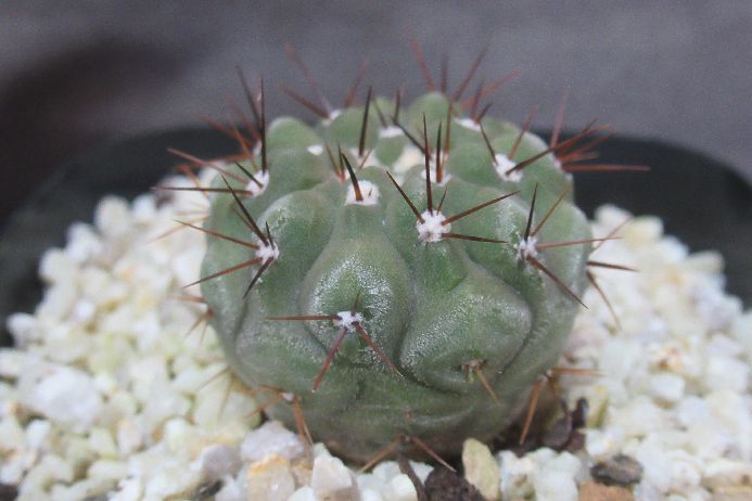サボテン コピアポア Copiapoa cinerea v.columna-alba 3号鉢 正木 生きた植物ですので 成長や季節により変化します 掲載後の時間の経過により写真撮影時と 大きさや形が多少変わることがあります ご了承下さい 撮...